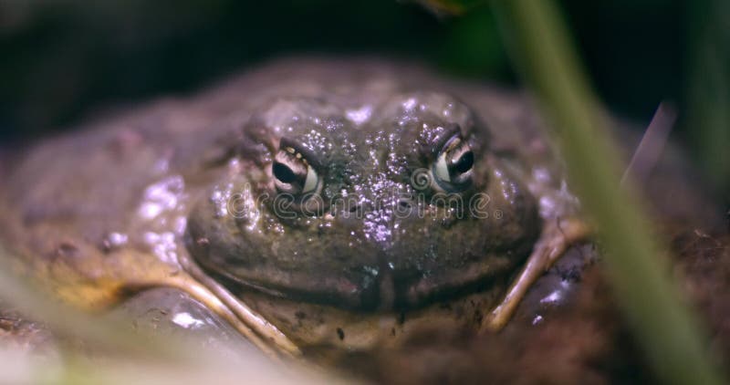 African Bullfrog Mating on Water Surface in Central Kalahari, Botswana ...