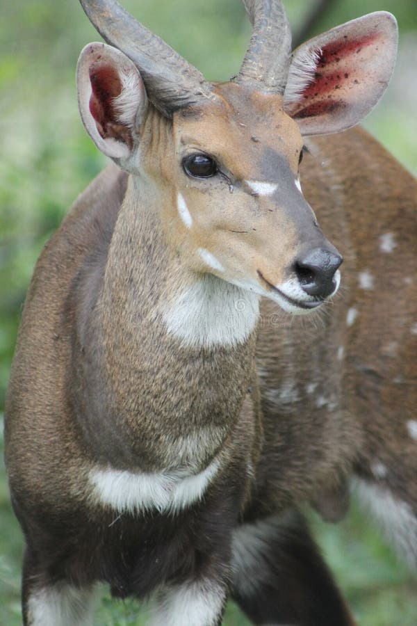 African Bush Buck stock photo. Image of horns, wildlife - 89797684