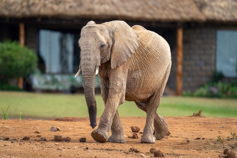 African Bush Elephant Ambling Past Safari Lodge Stock Photo - Image of ...