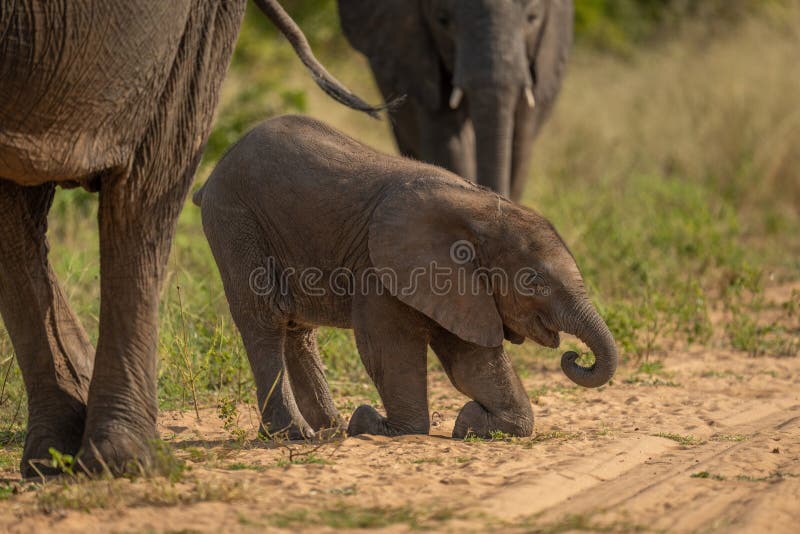 African Bush Elephant Calf Kneeling on Track Stock Photo - Image of ...