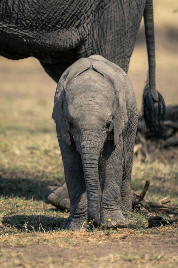 African Bush Elephant Calf Standing beside Mother Stock Image - Image ...