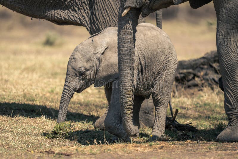 African Bush Elephant Calf Stands with Family Stock Photo - Image of ...