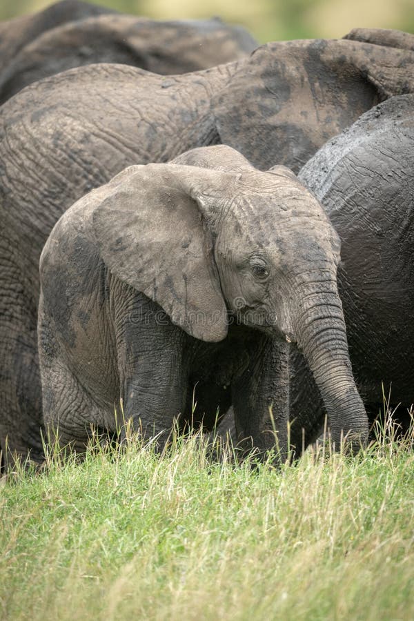 African Bush Elephant Calf Stands with Herd Stock Image - Image of ...