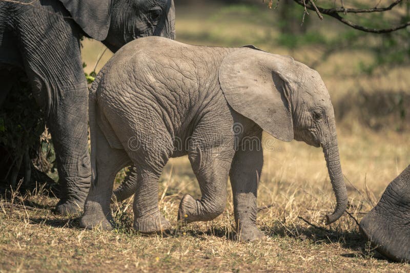 African Bush Elephant Calf Walking with Herd Stock Image - Image of ...