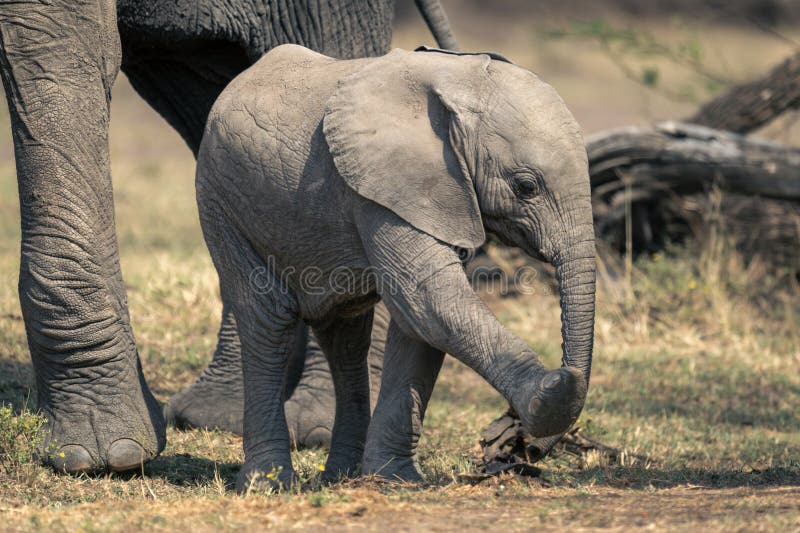 African Bush Elephant Calf Walks Lifting Forefoot Stock Photo - Image ...