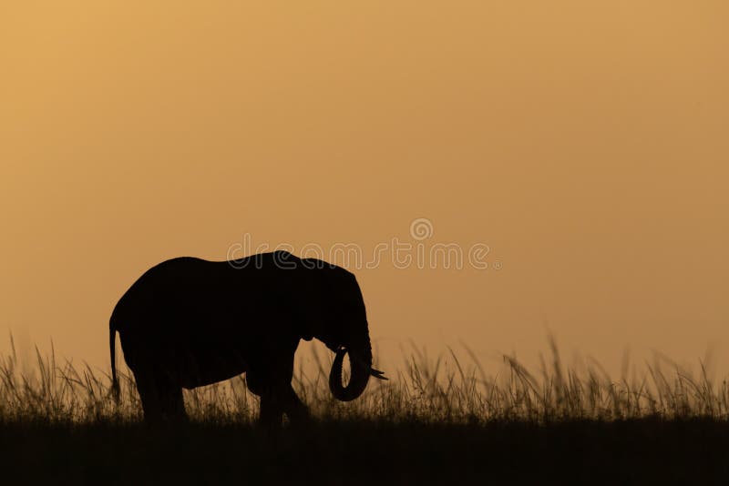 Elephant Facing Camera on Sunny Day Stock Photo - Image of calmly ...