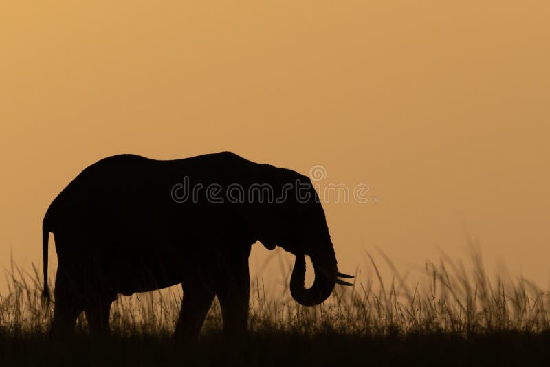 African Bush Elephant on Horizon at Dusk Stock Photo - Image of sunup ...