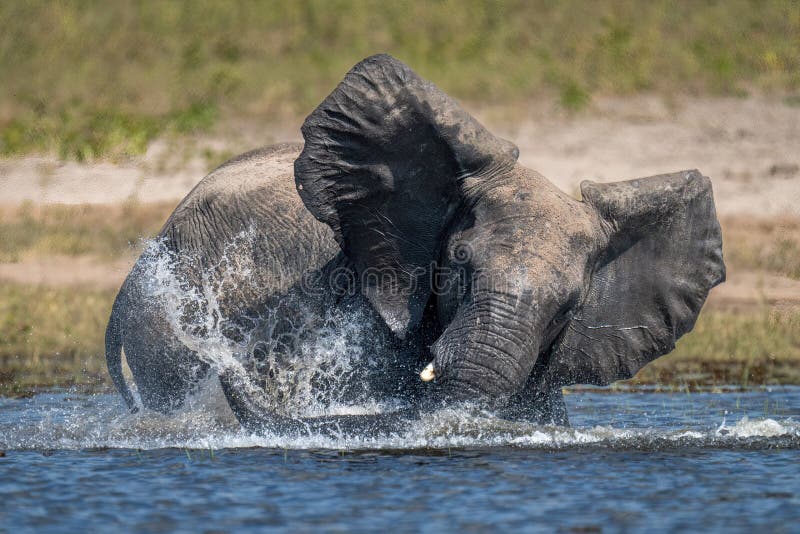 African Bush Elephant Makes Spray in Water Stock Photo - Image of ...