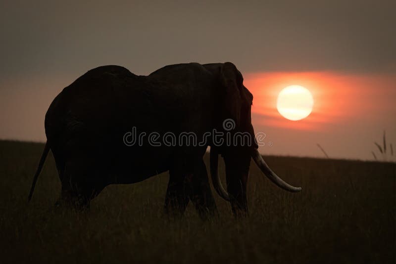 African Bush Elephant Near Horizon at Sunset Stock Image - Image of ...