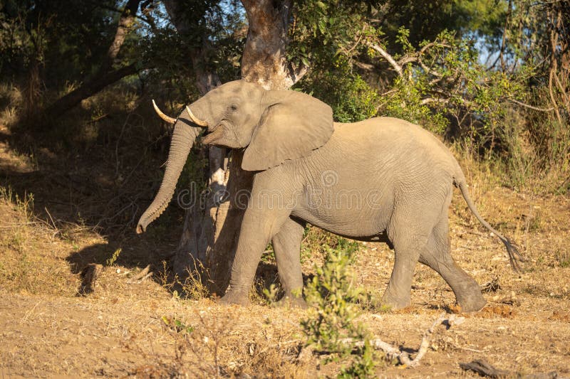 African Bush Elephant Passes Tree Lifting Head Stock Photo - Image of ...
