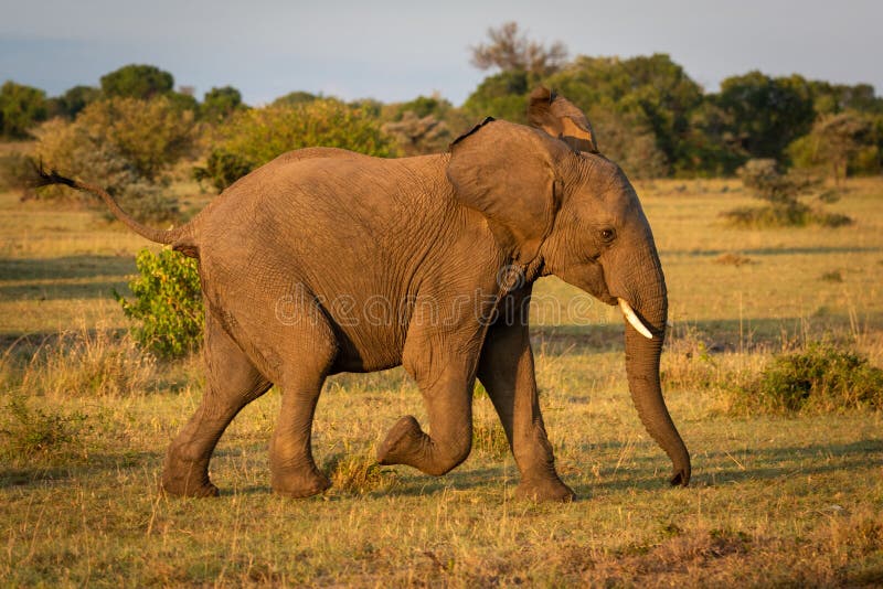African Bush Elephant Runs Across Sunlit Savannah Stock Image - Image ...