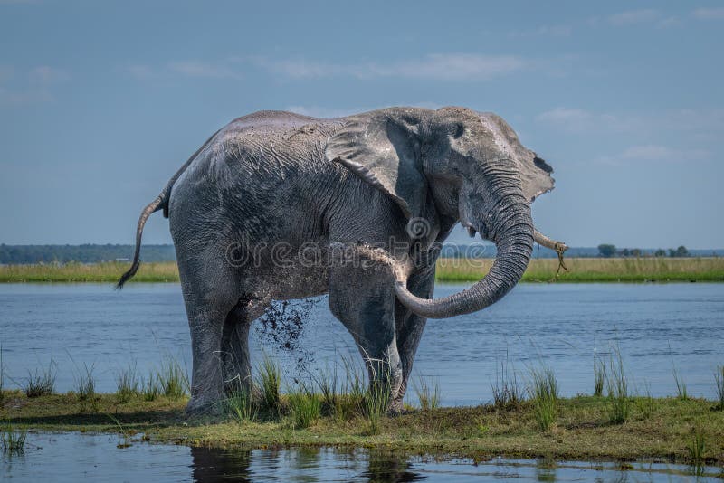 African Bush Elephant Sprays Mud Over Flank Stock Photo - Image of ...