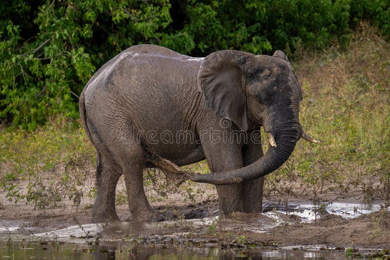 African Bush Elephant Squirting Dirt Over Flank Stock Image - Image of ...