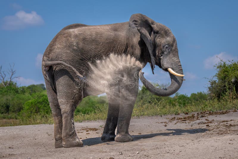African Bush Elephant Squirts Dust on Flank Stock Photo - Image of ...