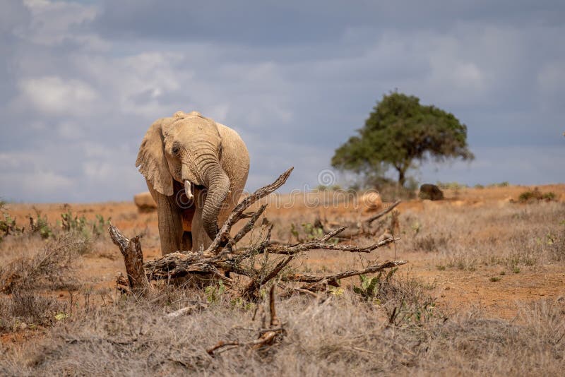 African Bush Elephant Stands Breaking Up Tree Stock Image - Image of ...
