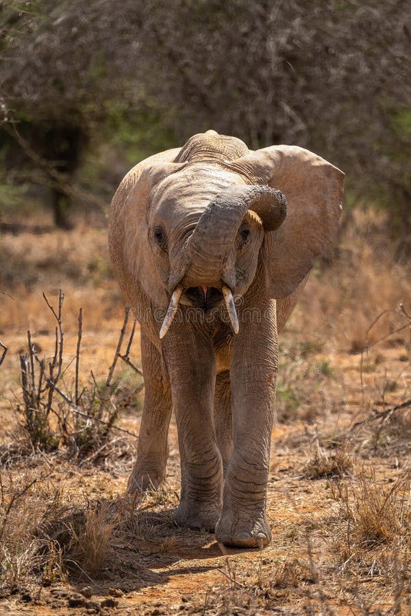 African Bush Elephant Stands Curling Trunk Up Stock Image - Image of ...