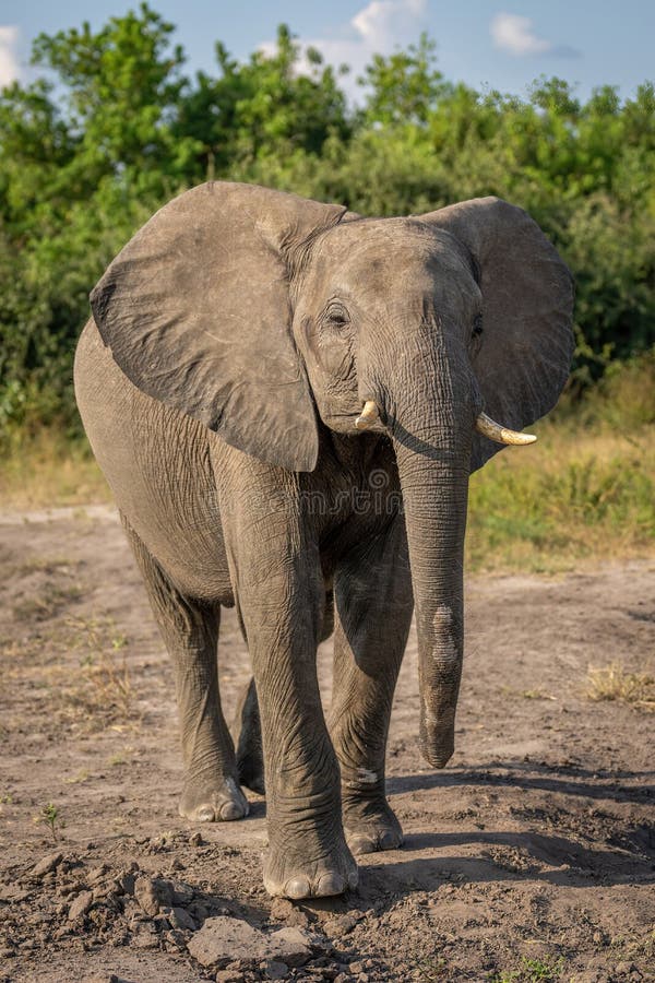African Bush Elephant Stands Lifting Head Up Stock Image - Image of ...