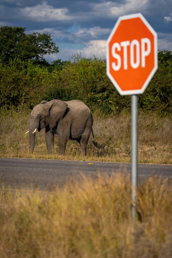 African Bush Elephant Stands Near Stop Sign Stock Image - Image of ...