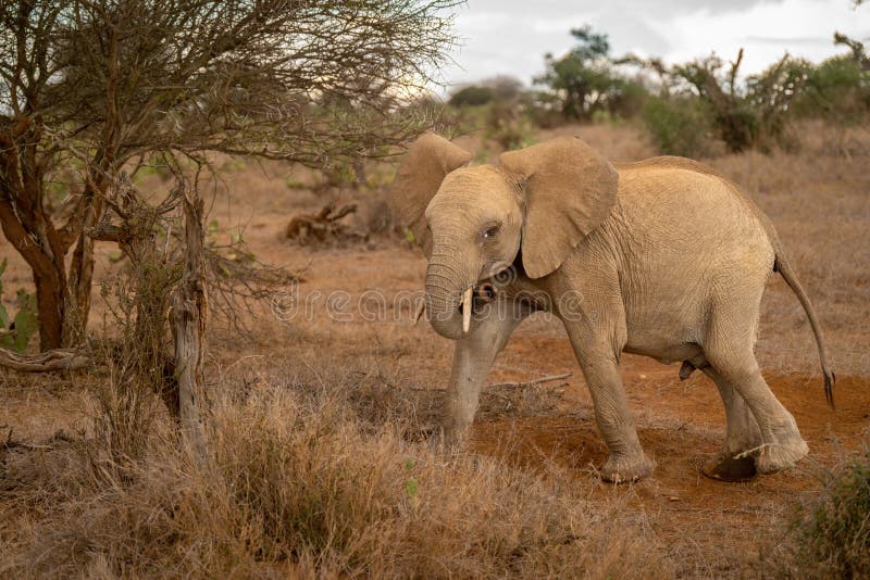 African Bush Elephant Stands Warily by Tree Stock Photo - Image of ...