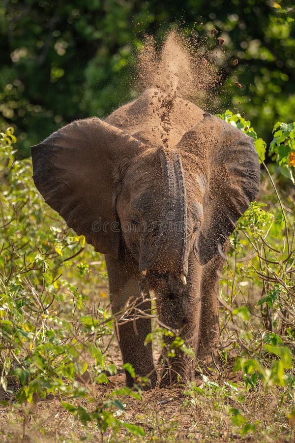 African Bush Elephant Throwing Earth Over Itself Stock Image - Image of ...