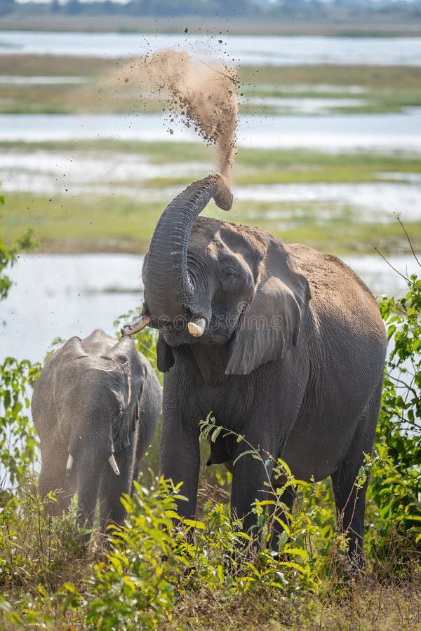 African Bush Elephant Throwing Sand Over Back Stock Photo - Image of ...