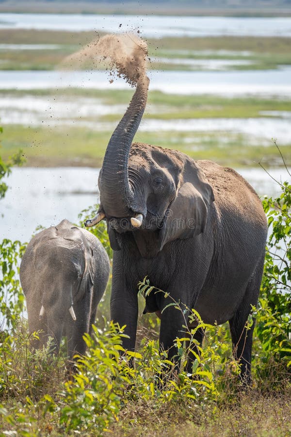 African Bush Elephant Throwing Sand Over Head Stock Photo - Image of ...