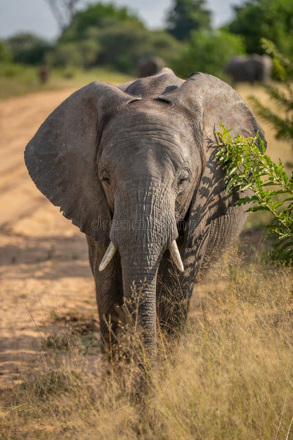 African Bush Elephant by Track Facing Camera Stock Photo - Image of ...