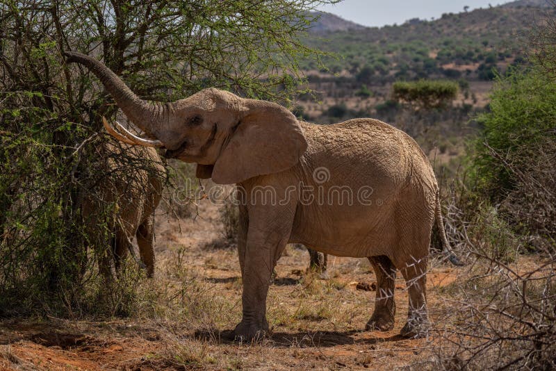 Elephant Lifting Tree Stock Photos - Free & Royalty-Free Stock Photos ...