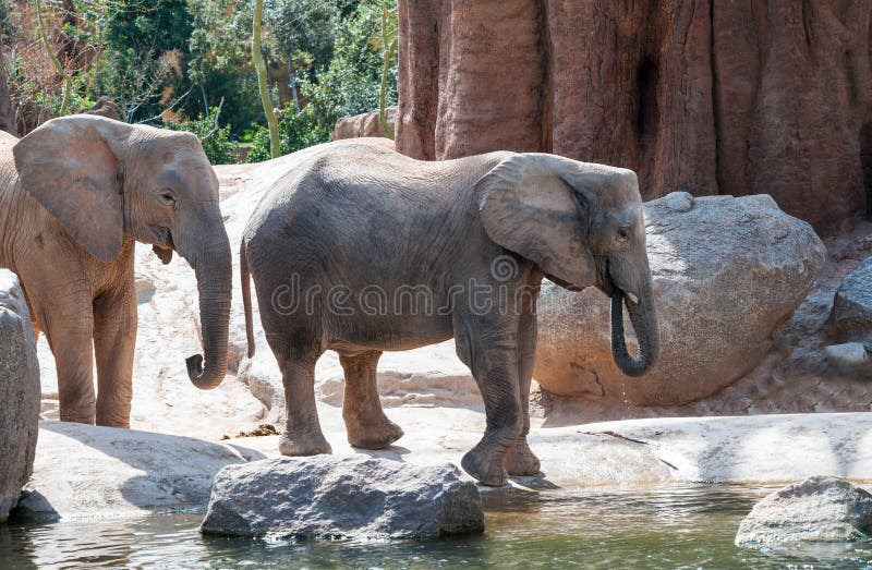 African Bush Elephant stock photo. Image of beige, elephants - 30614682