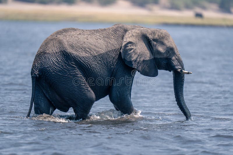 African Bush Elephant Walks through Calm River Stock Photo - Image of ...