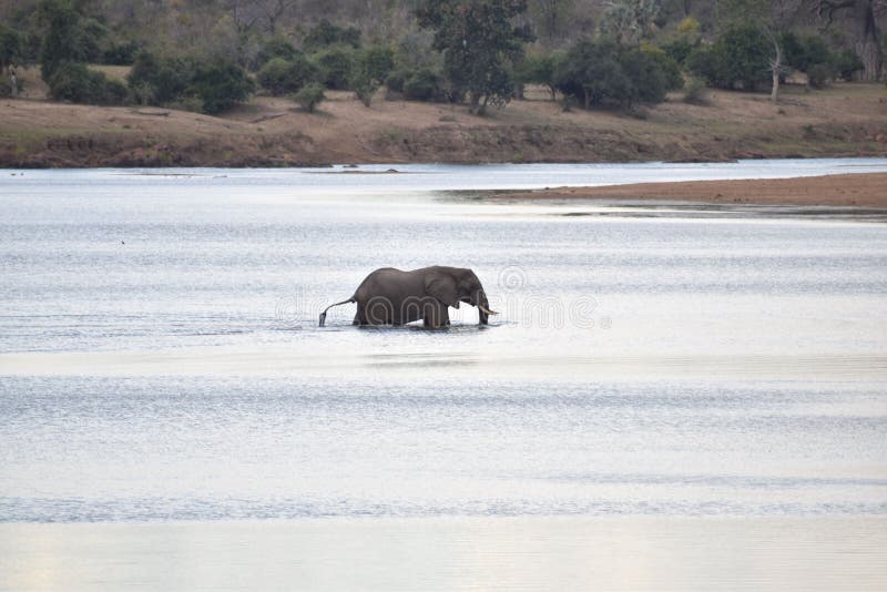 African Bush Elephant in the Water with Trees in the Background Stock ...