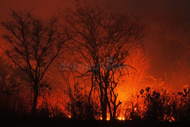 389 African Bush Fire Stock Photos - Free & Royalty-Free Stock Photos ...