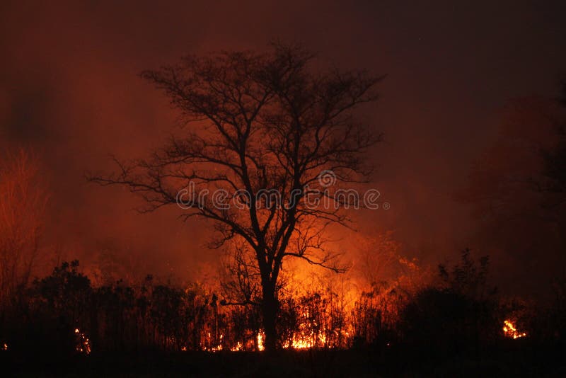 389 African Bush Fire Stock Photos - Free & Royalty-Free Stock Photos ...