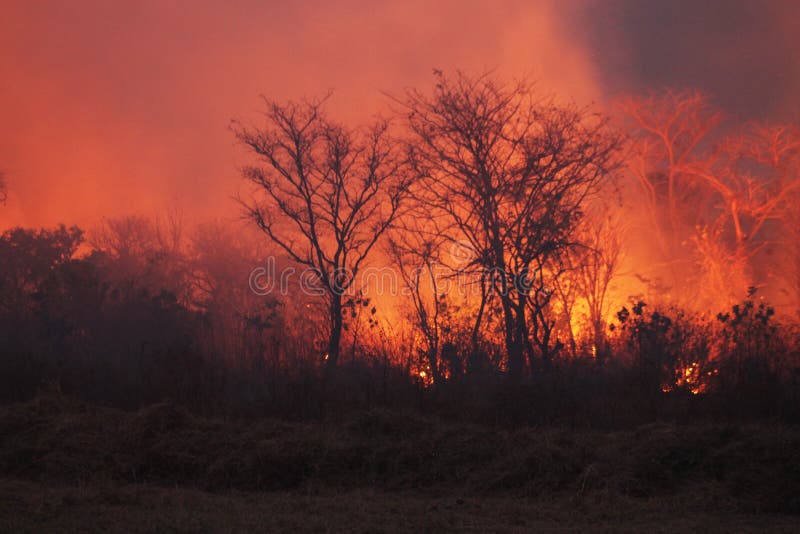 389 African Bush Fire Stock Photos - Free & Royalty-Free Stock Photos ...