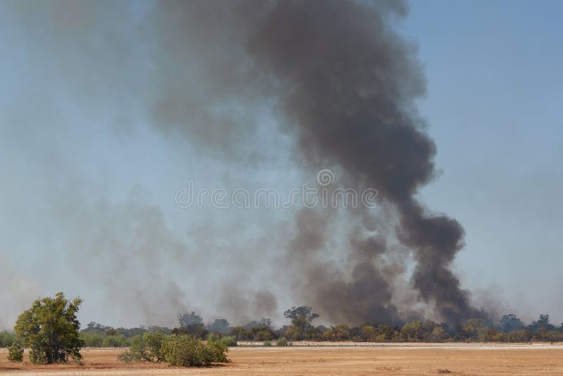 African bush fire stock photo. Image of dangerous, nature - 176484514