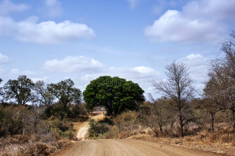 African bush landscape stock photo. Image of bushes, sunlit - 6610802