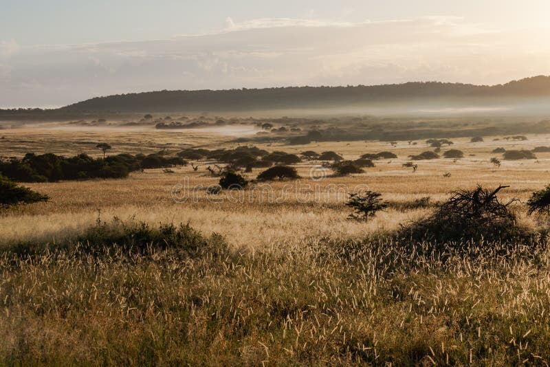 African Savanna Plains Sunrise Mist Stock Image - Image of plains ...