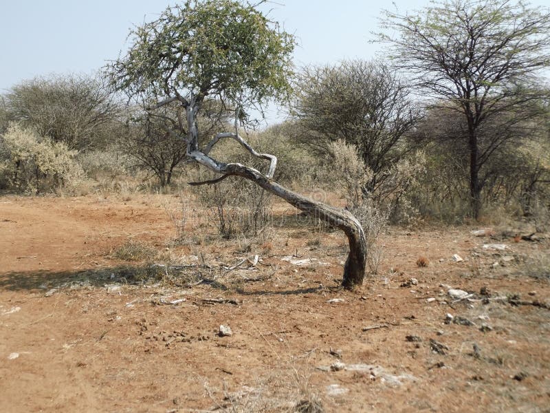 African Bush Scene stock photo. Image of skies, road - 78870050