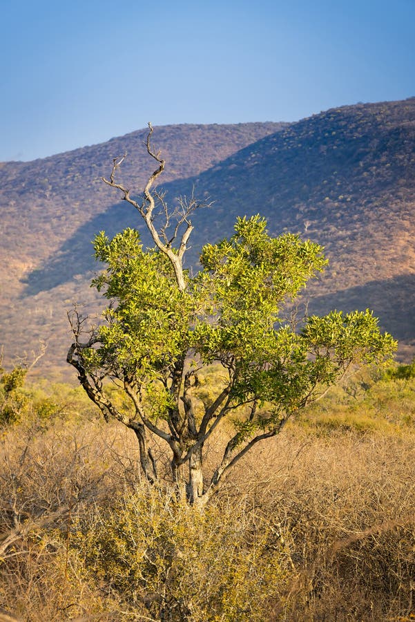 African Bush stock photo. Image of savannah, safari, acacia - 67618678