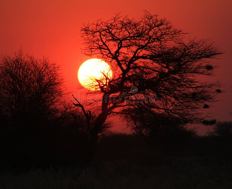 African Bush Sunset - Melting Gold Stock Image - Image of aweinspiring ...