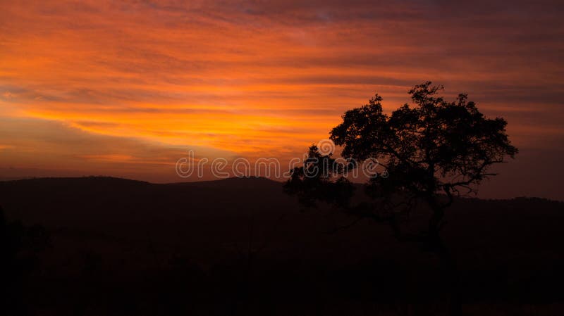African bush sunset stock photo. Image of true, south - 95628226