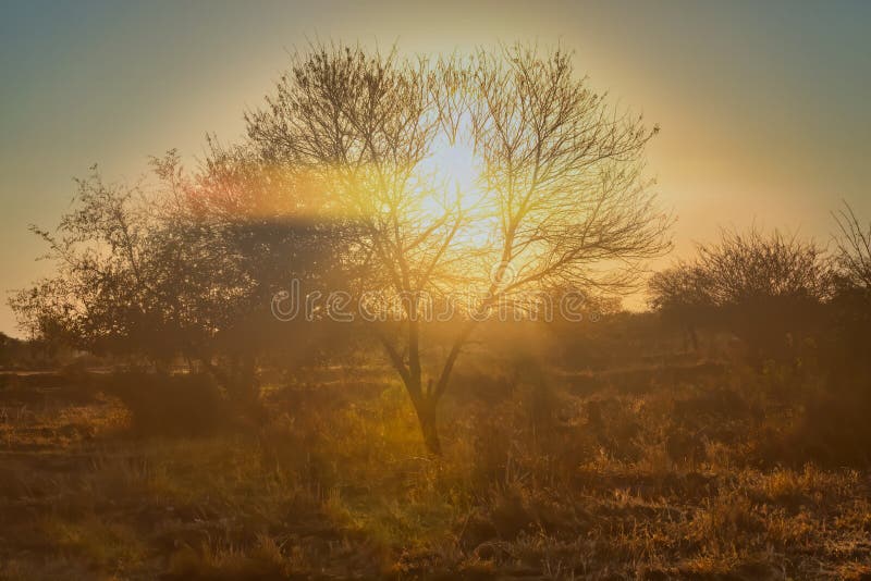 African bush stock image. Image of alone, horizontal - 195646539