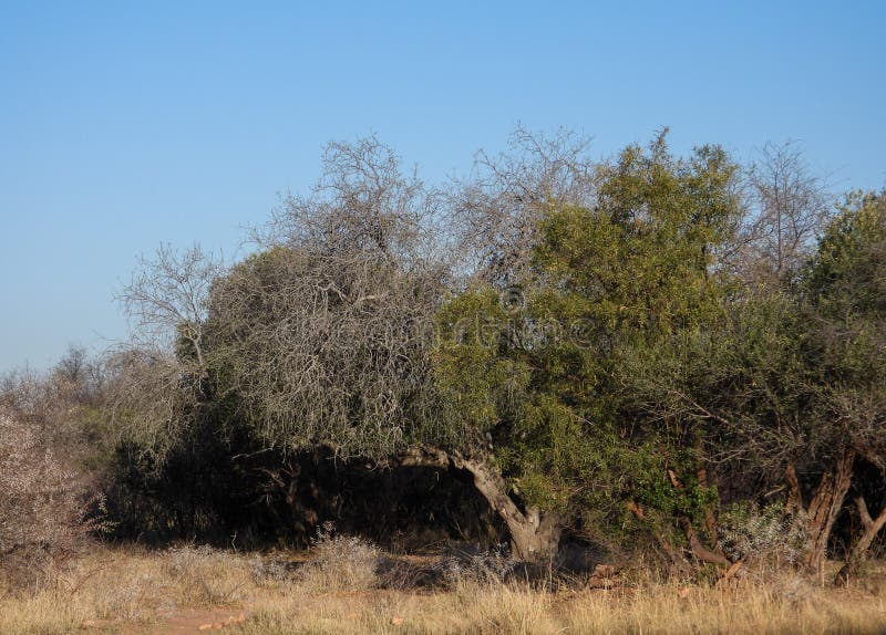 The African bush stock photo. Image of wallpaper, cover - 231974422