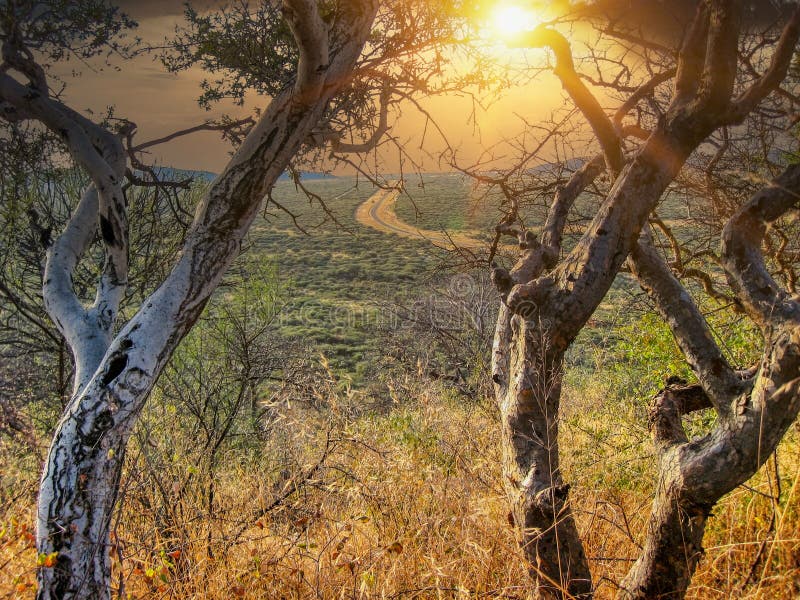 African bush stock image. Image of landscape, bush, environmental ...