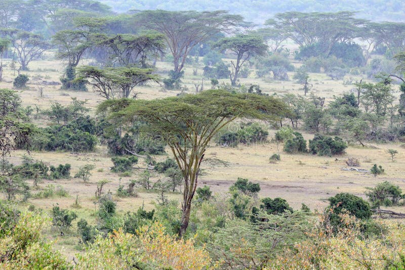 African Bush stock photo. Image of national, savannah - 96333138