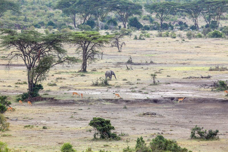 African Bush stock image. Image of gazelle, safari, savanna - 96436603