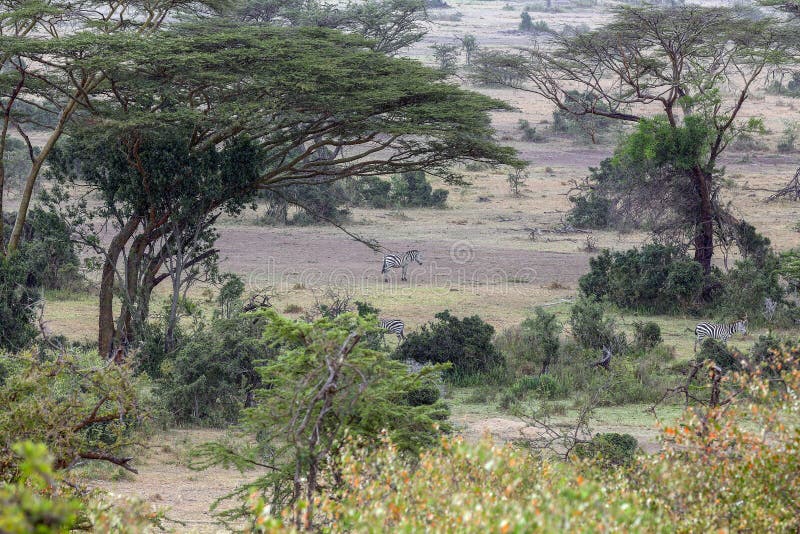 African Bush stock image. Image of reserve, desert, bush - 96436687
