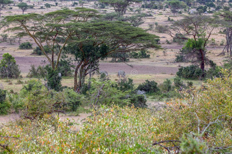 African Bush stock image. Image of reserve, acacia, tourism - 96436865