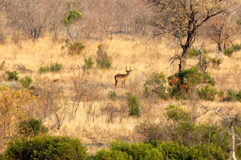 African bush stock image. Image of africa, kruger, grassland - 73075221