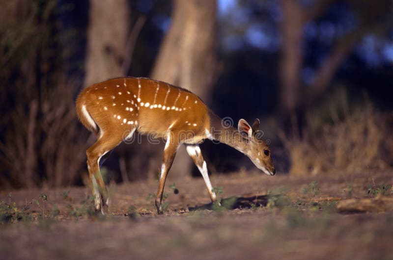 African Bushbuck Antelope stock photo. Image of savanna - 19330216